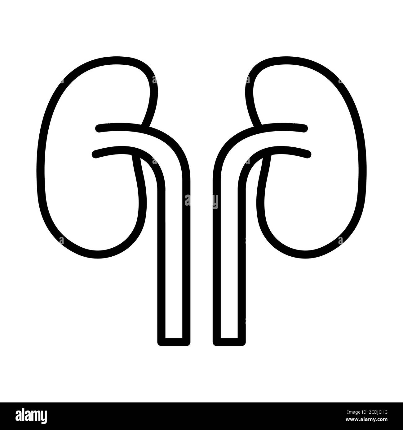 Human kidney line icon hi-res stock photography and images - Alamy