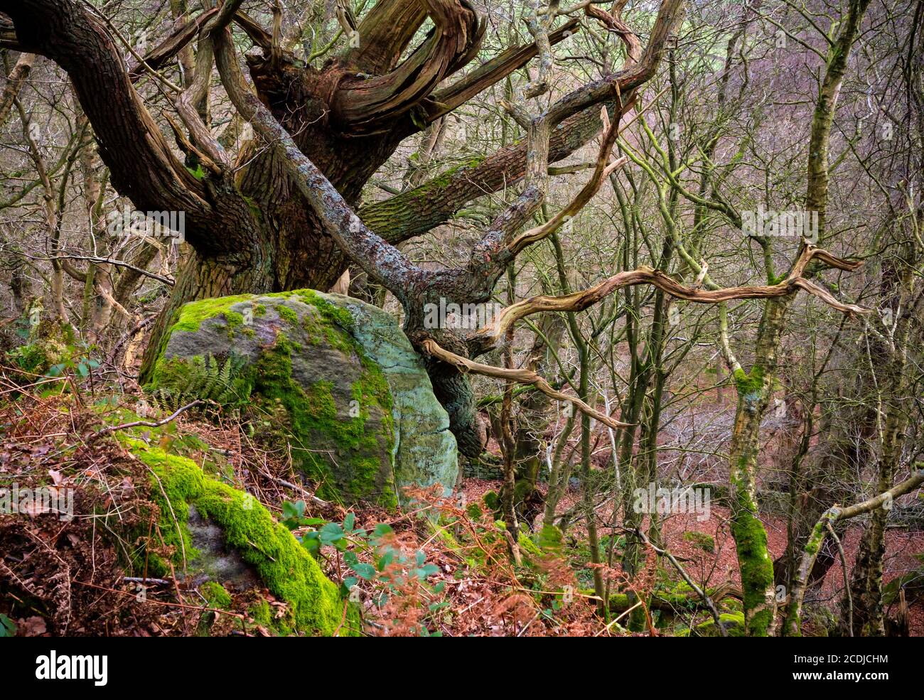Moss rocks trees hi-res stock photography and images - Alamy