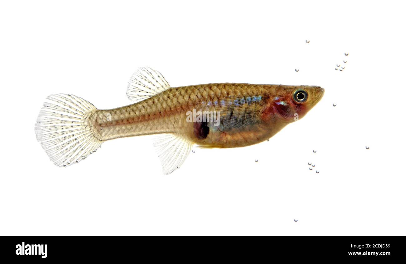 Mosquitofish hi-res stock photography and images - Alamy