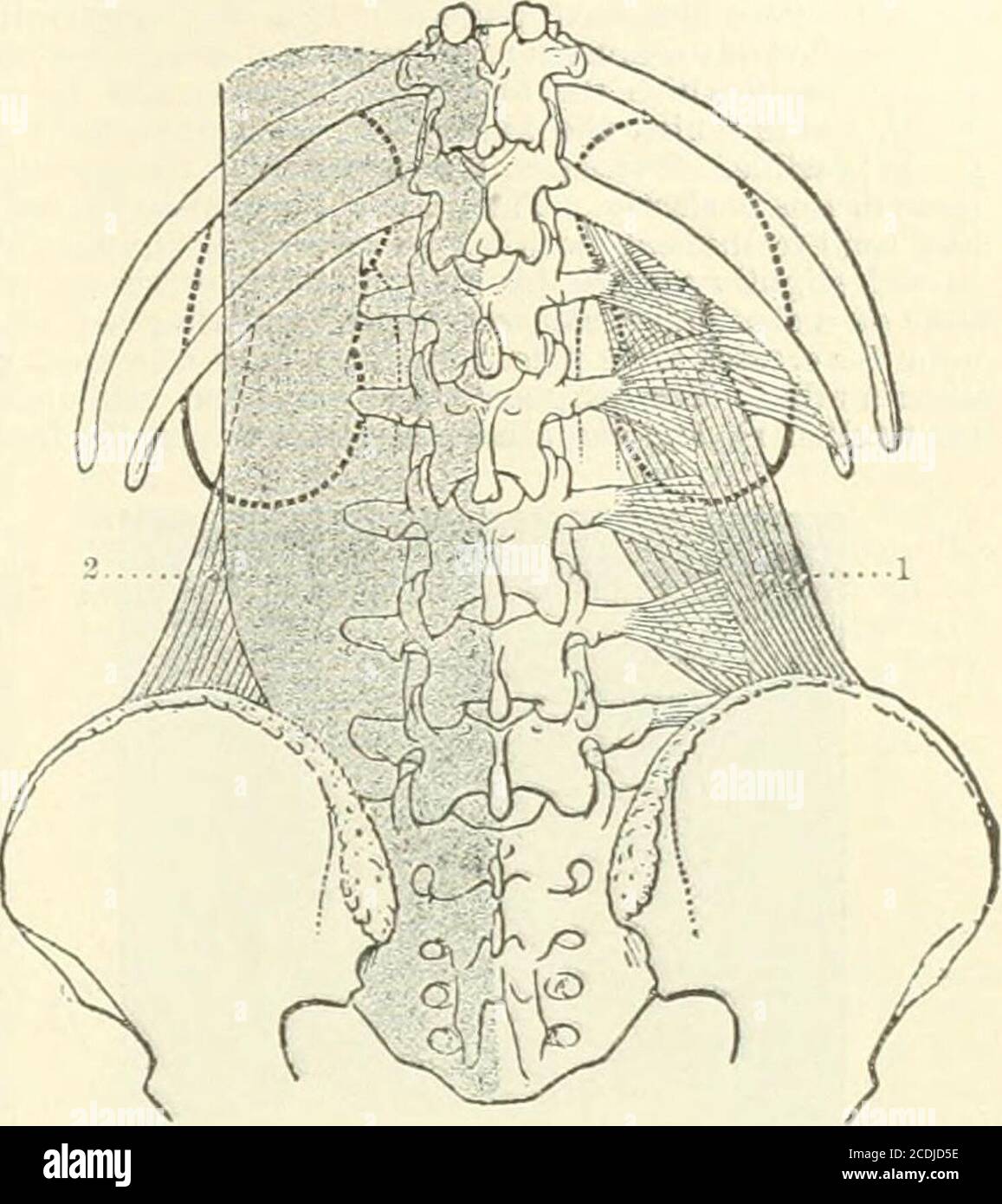 . A Reference handbook of the medical sciences embracing the entire ...