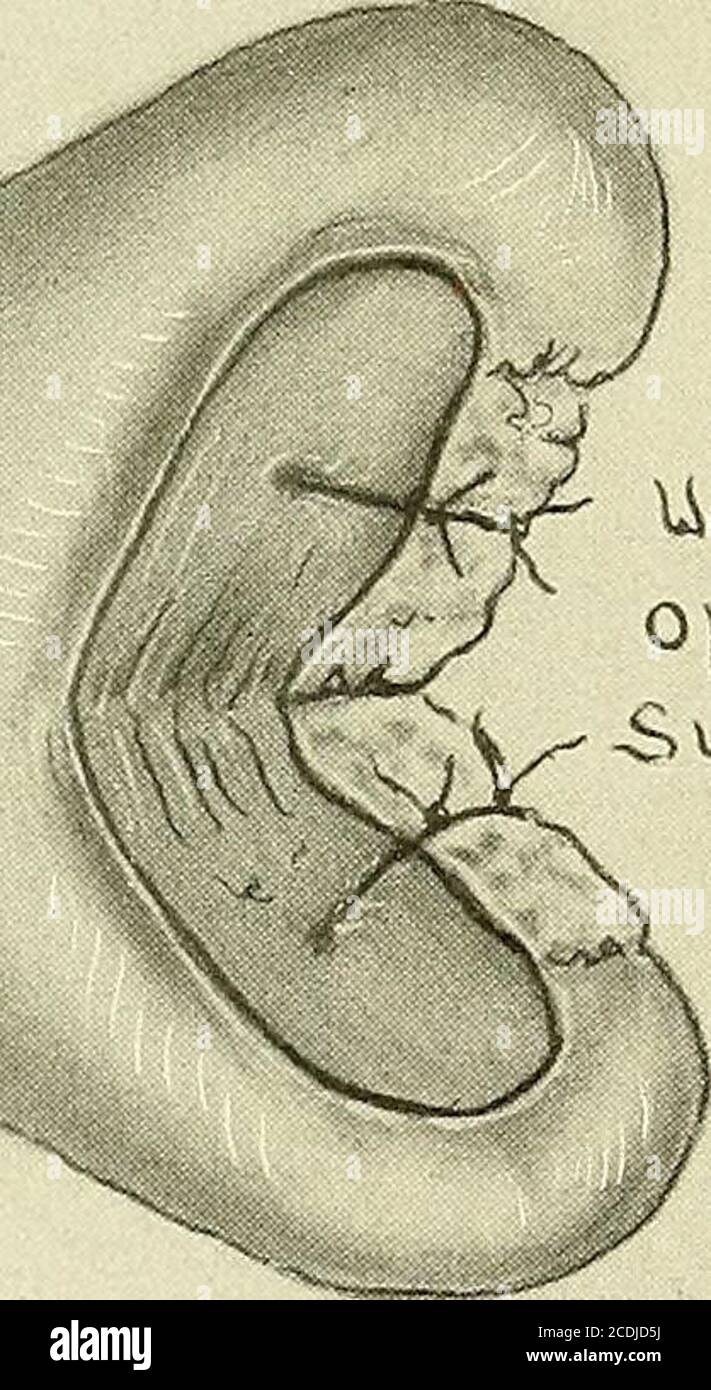 Elongated ant hi-res stock photography and images - Alamy