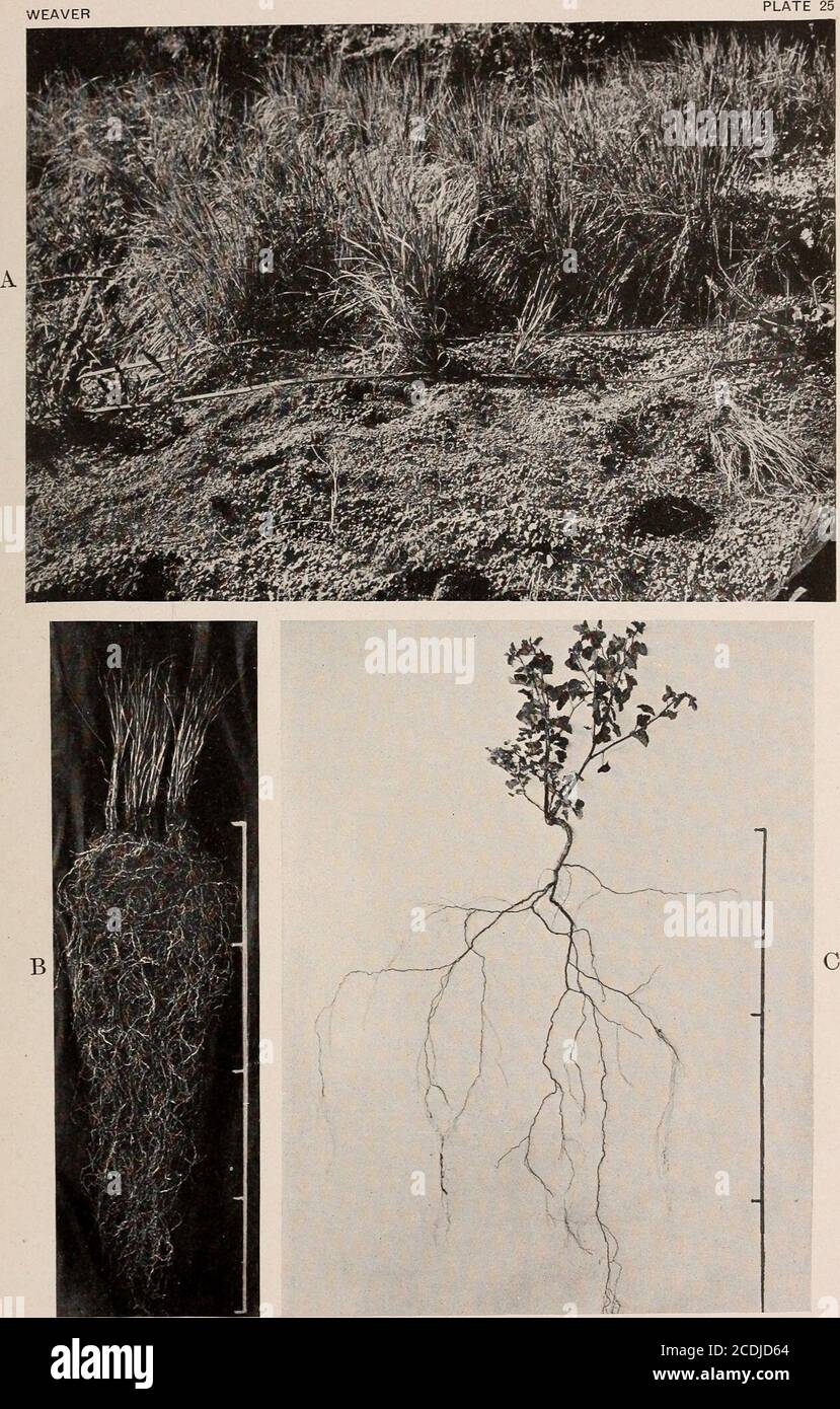 . The ecological relations of roots . A. Aletes acaulis. B. Network of ...