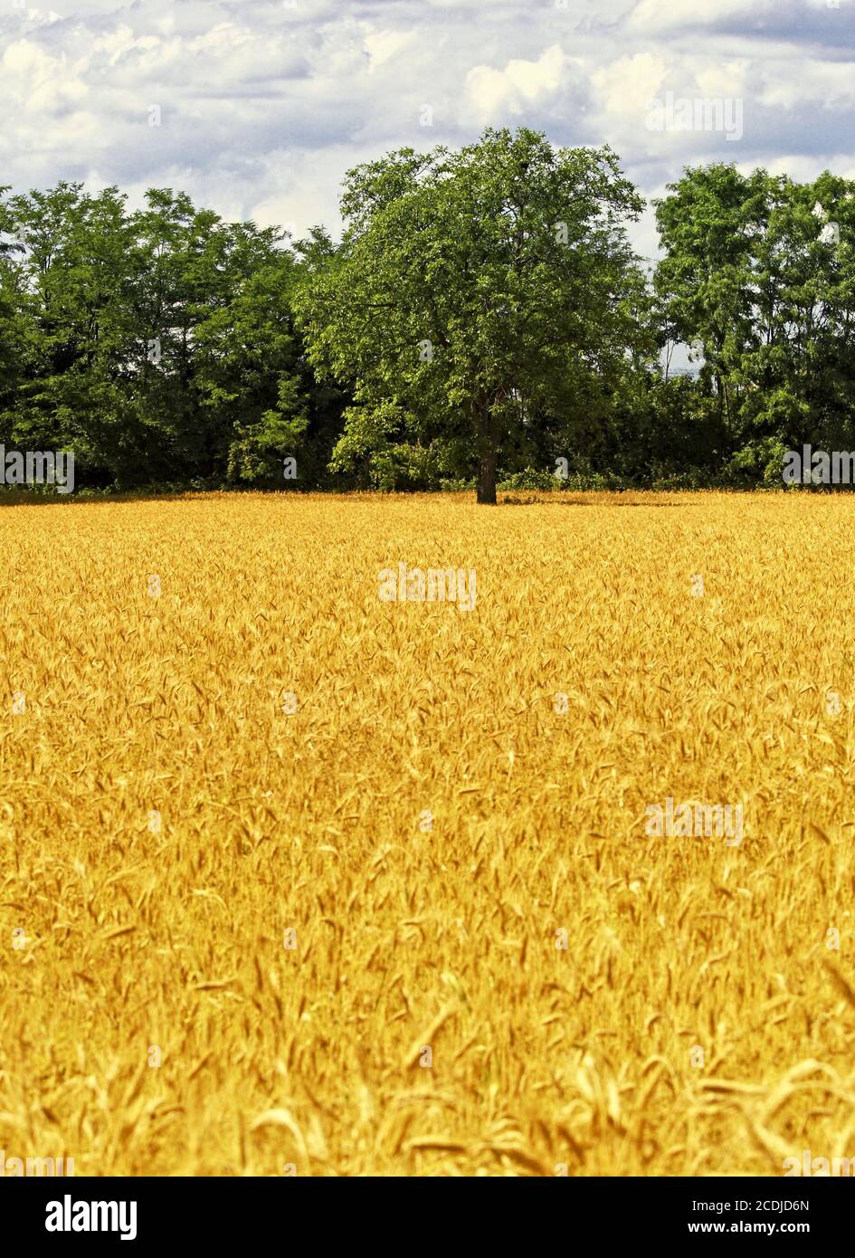 wheat and tree background Stock Photo - Alamy