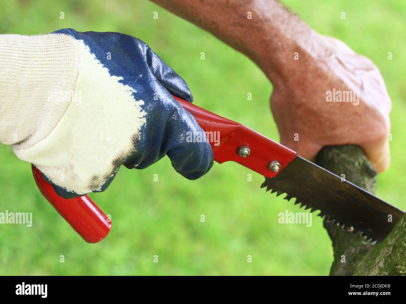 Saw leaf hi-res stock photography and images - Alamy