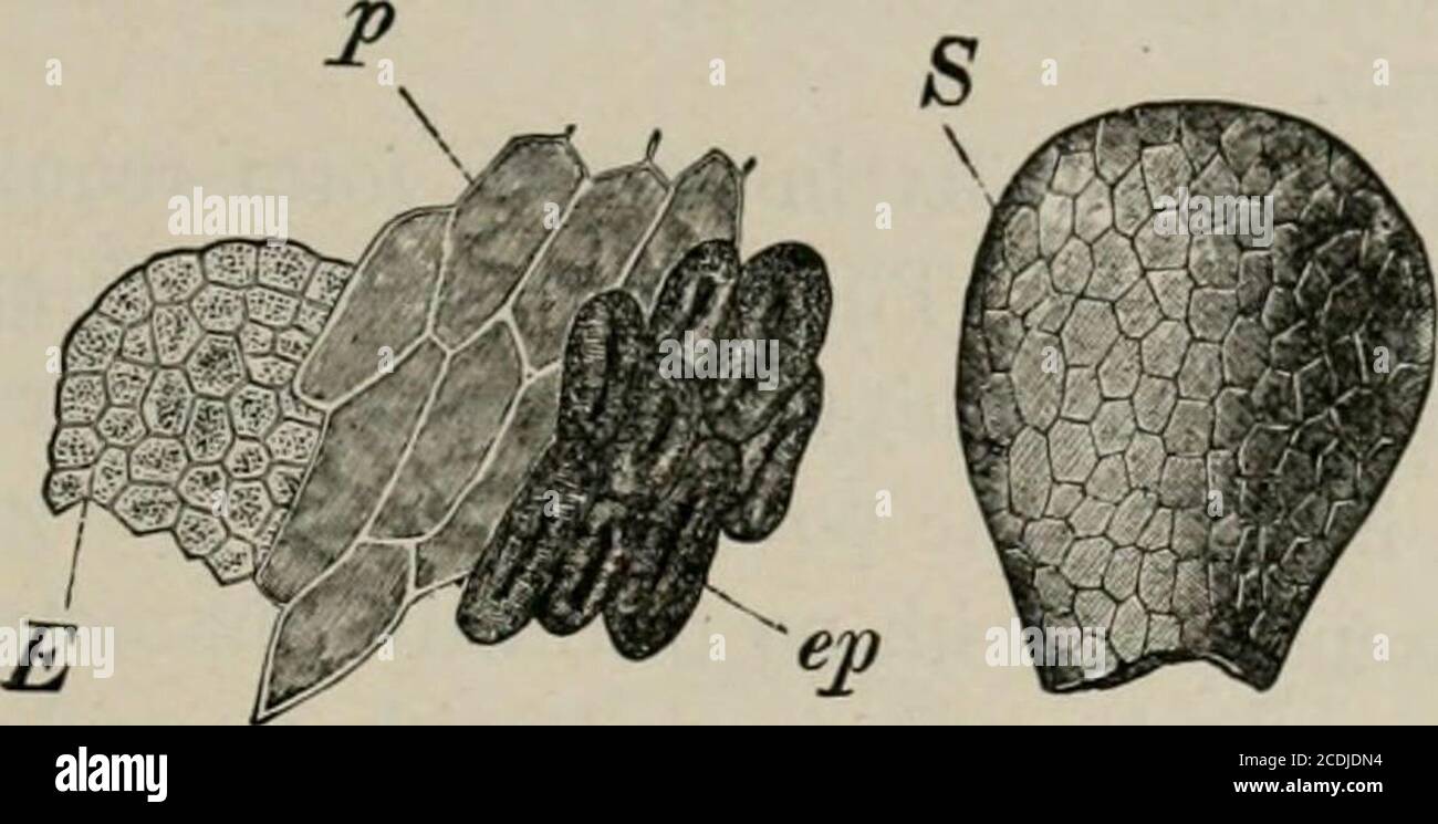 Raphides High Resolution Stock Photography and Images - Alamy