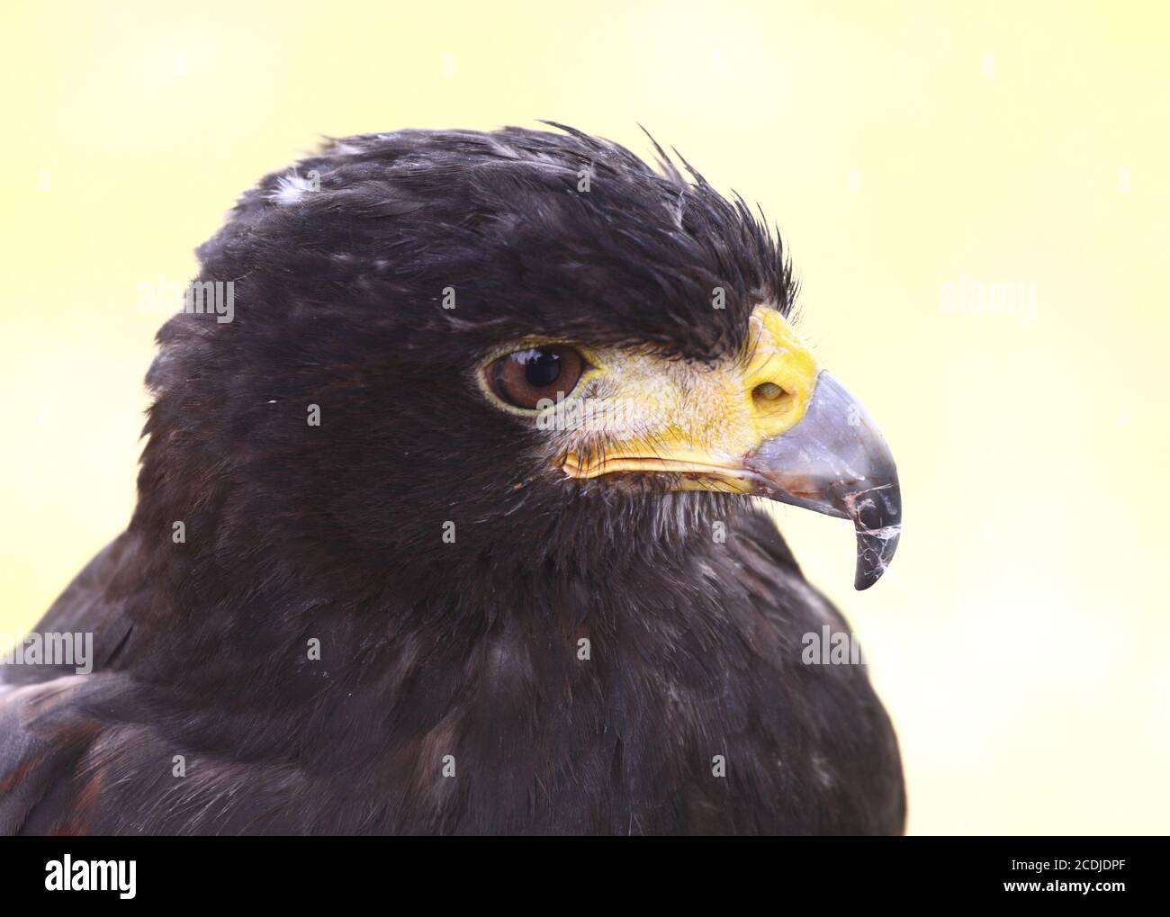 Closeup hawk face eye hi-res stock photography and images - Alamy