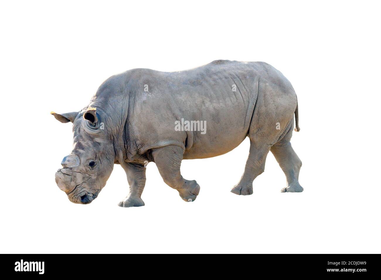 Standing rhino on safari path hi-res stock photography and images - Alamy