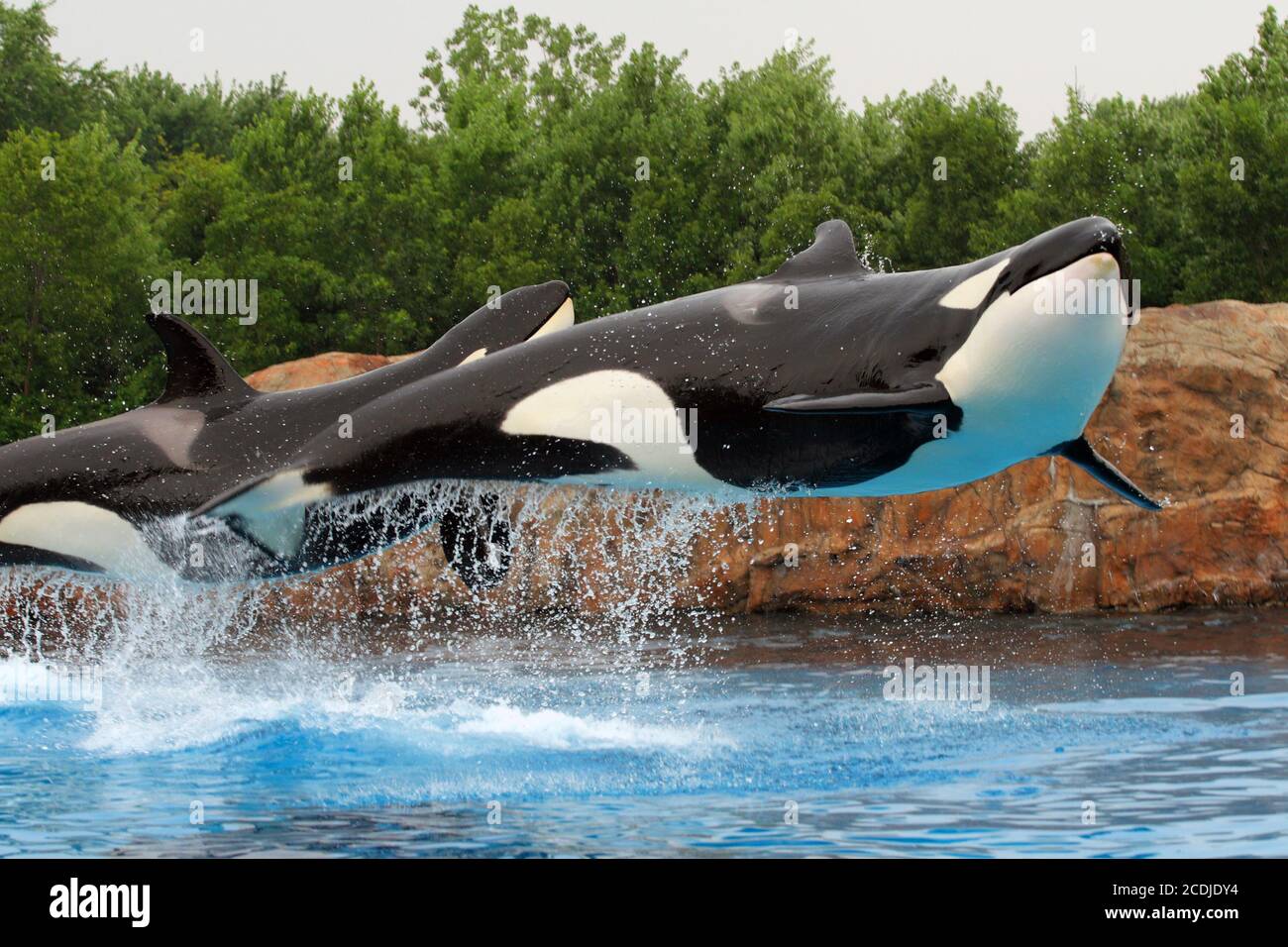 Killer whale vertical jump hi-res stock photography and images - Alamy