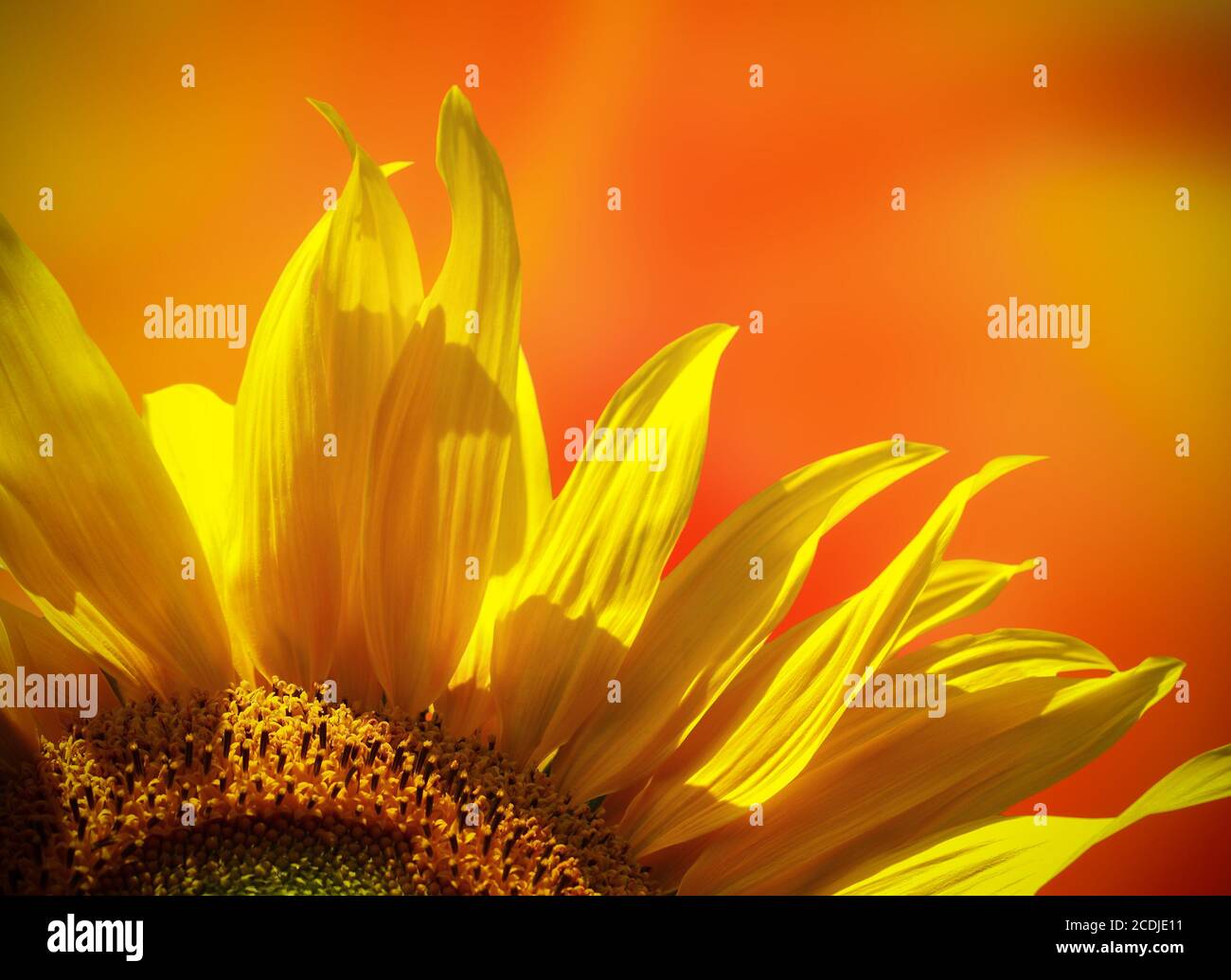 Big bright happy sunflower hi-res stock photography and images - Alamy