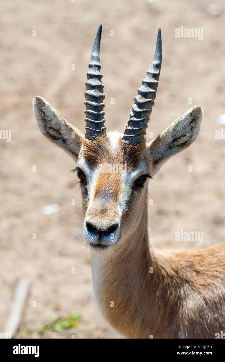 Springbok ears hi-res stock photography and images - Alamy