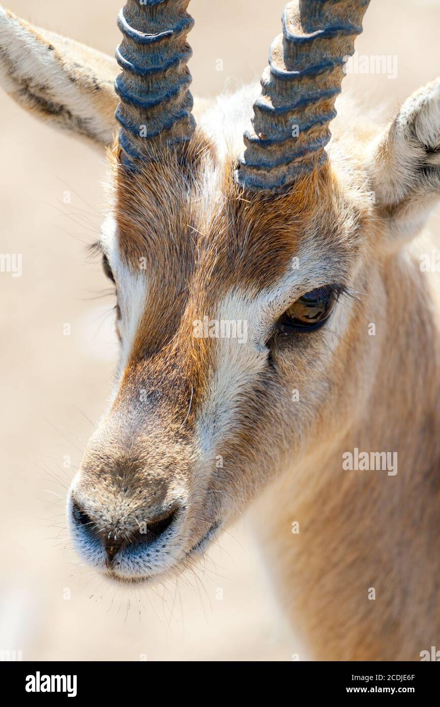Beautiful male gazelle hi-res stock photography and images - Alamy