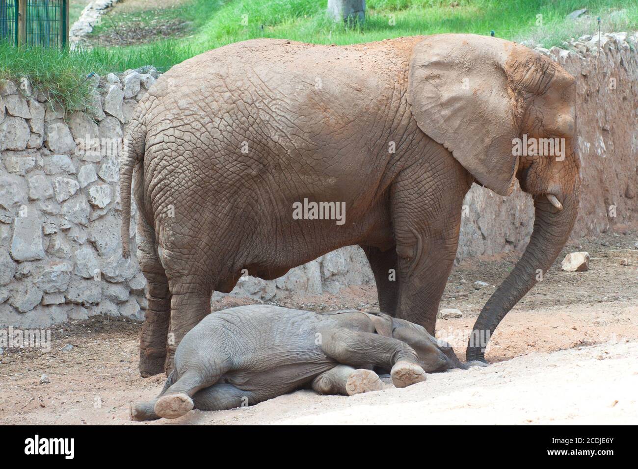 African elephant trunk hug hi-res stock photography and images - Alamy