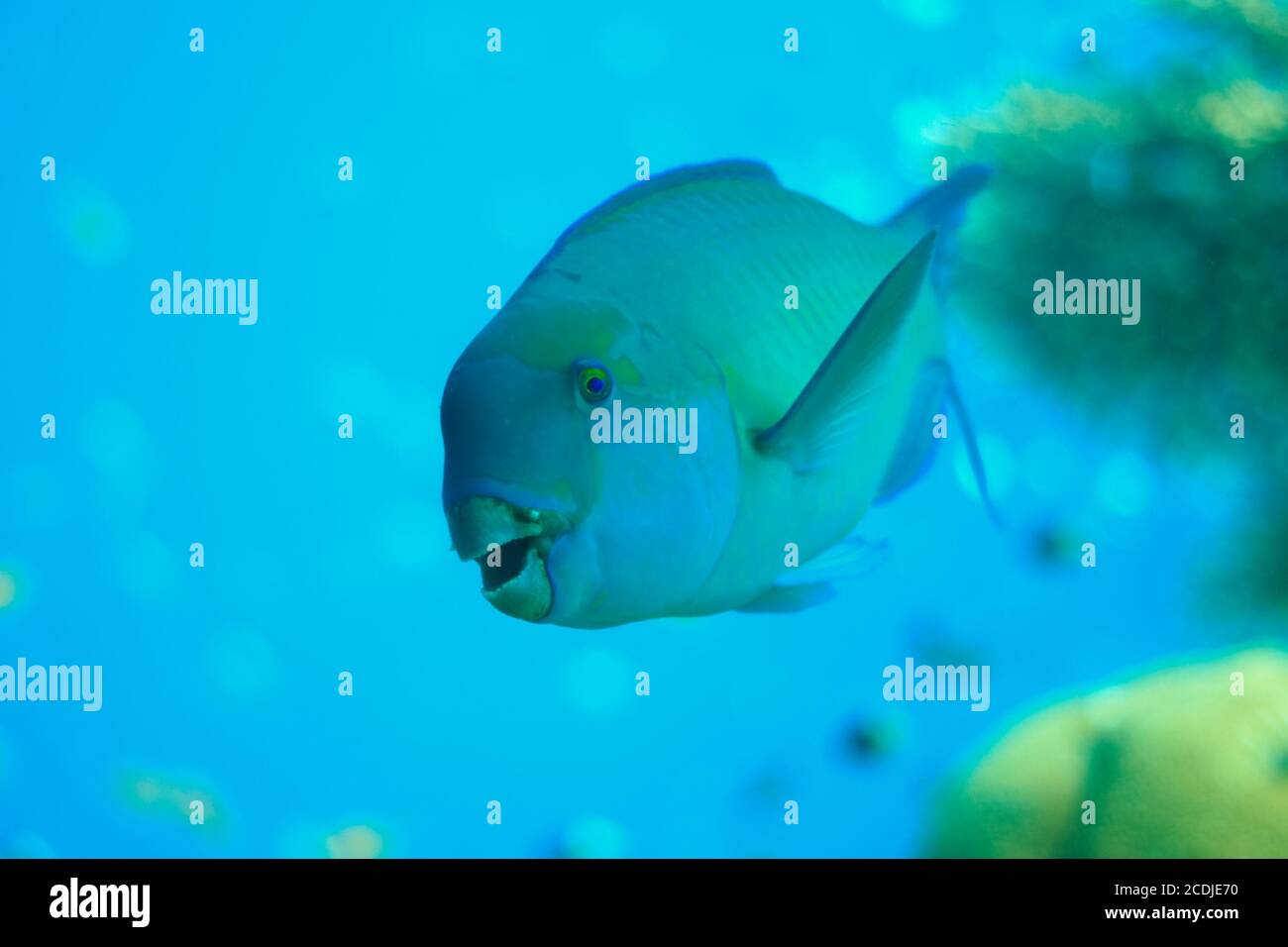 Red sea parrotfish hi-res stock photography and images - Alamy