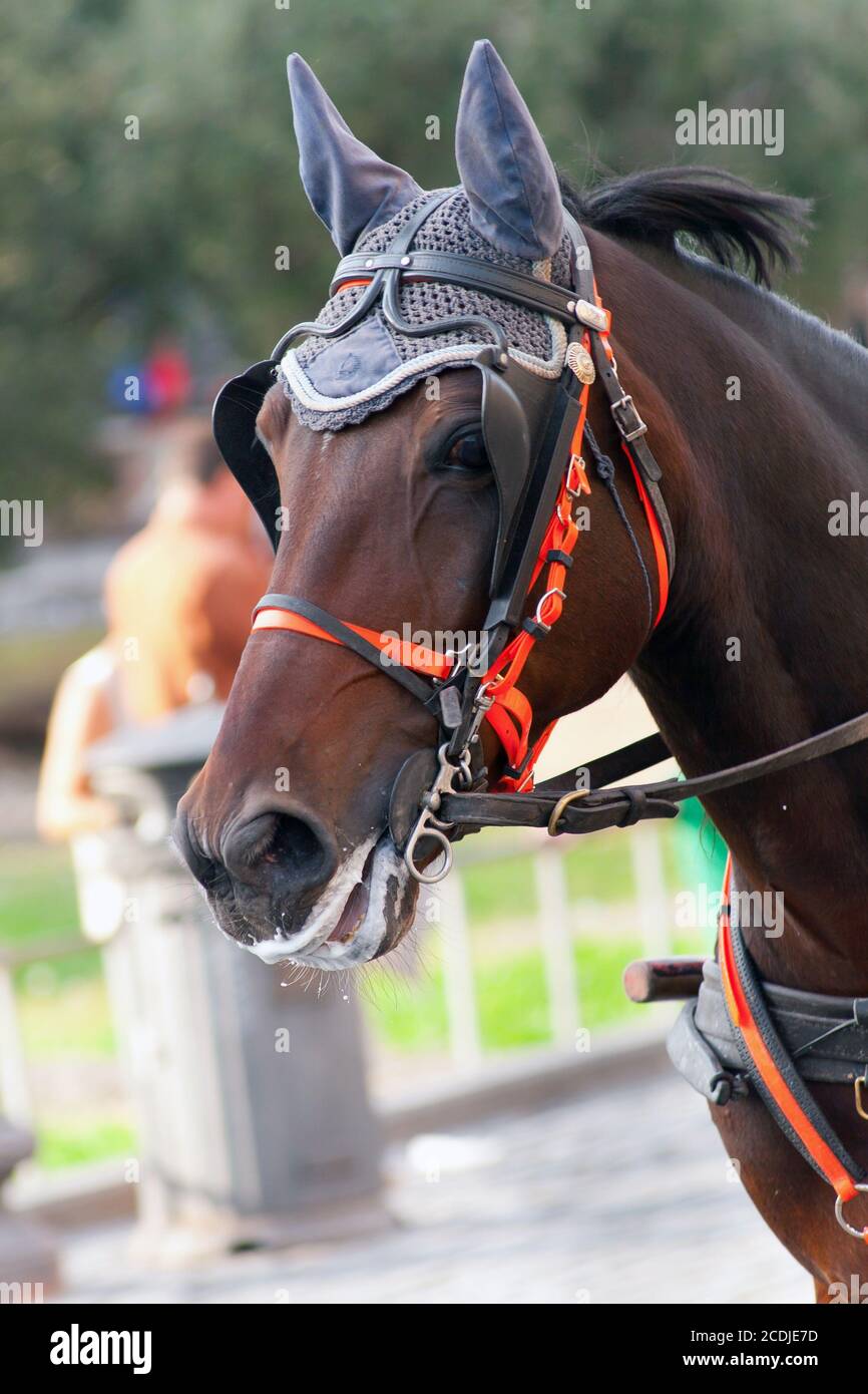 Work horse image old hi-res stock photography and images - Alamy