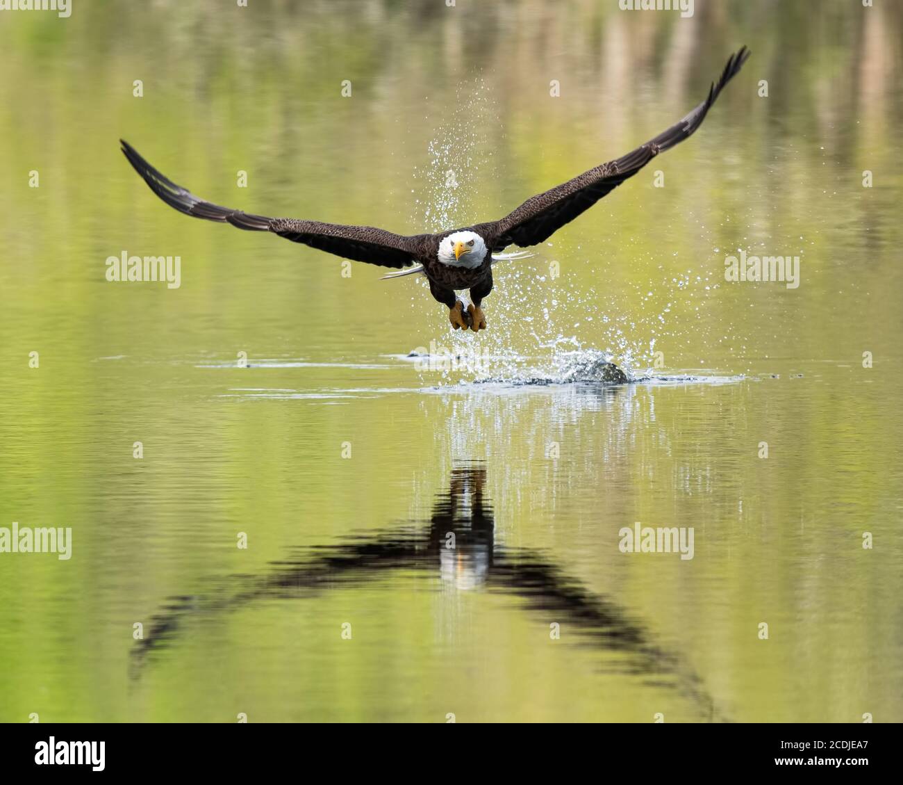 Bald Eagle Catches fish Stock Photo - Alamy