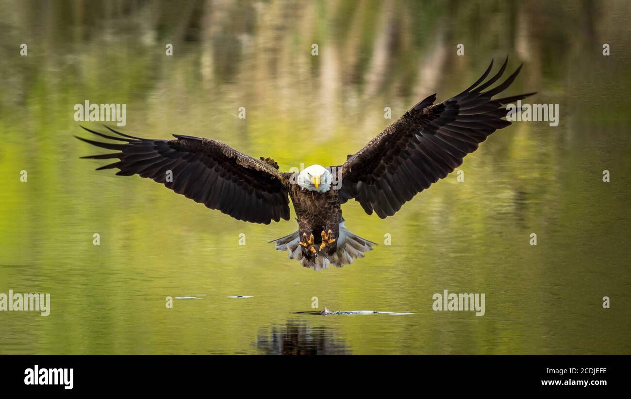 Bald Eagle about to catch a fish Stock Photo - Alamy