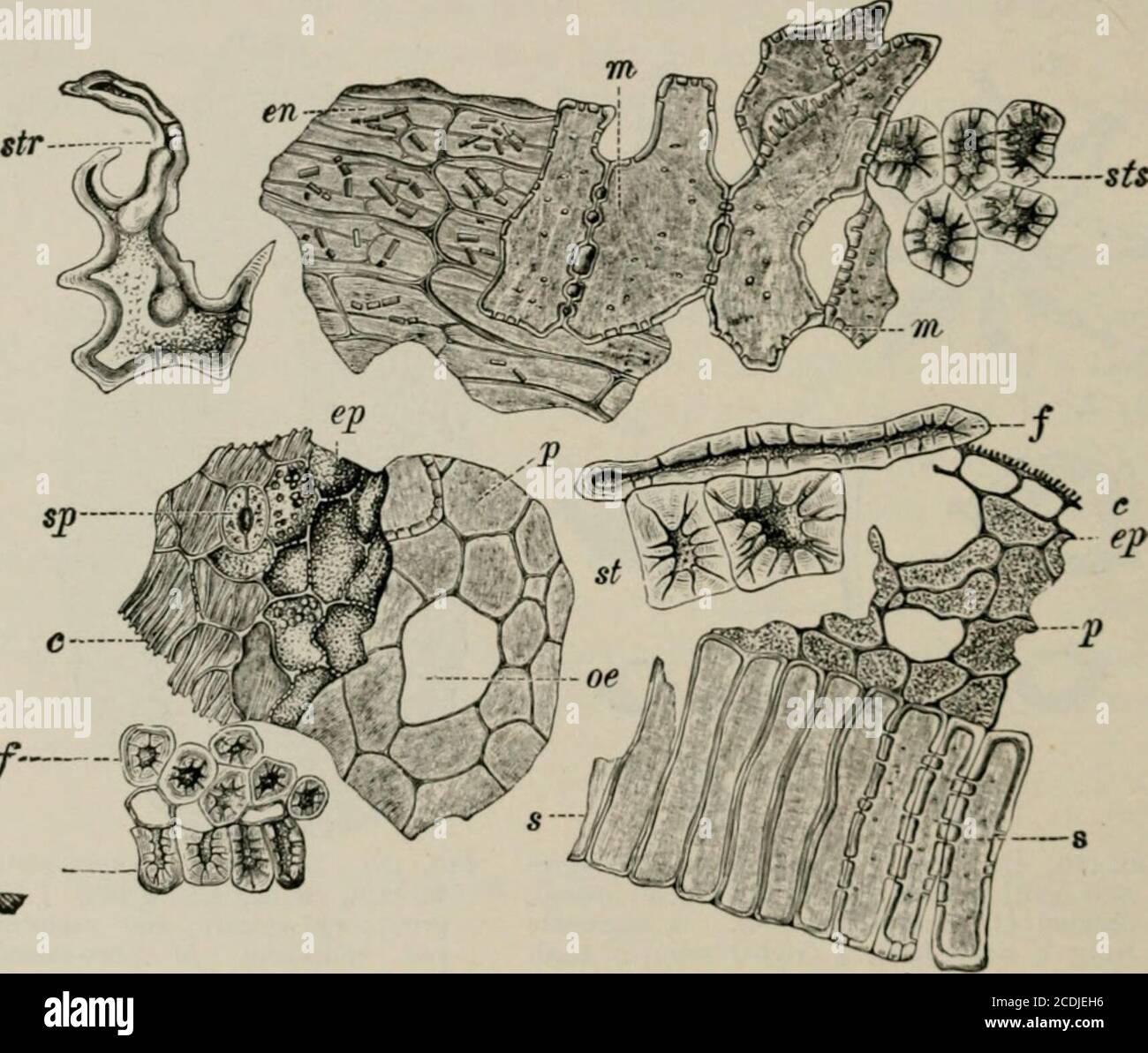 Microscopic cross sections hi-res stock photography and images - Alamy