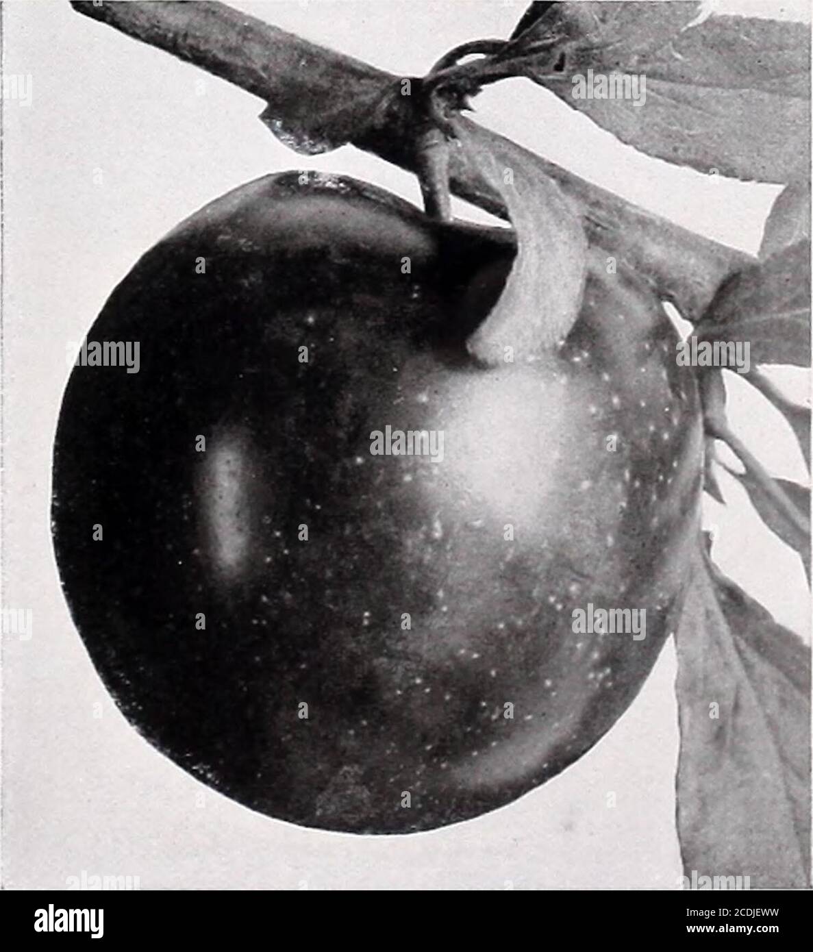 Simon Plum High Resolution Stock Photography and Images - Alamy