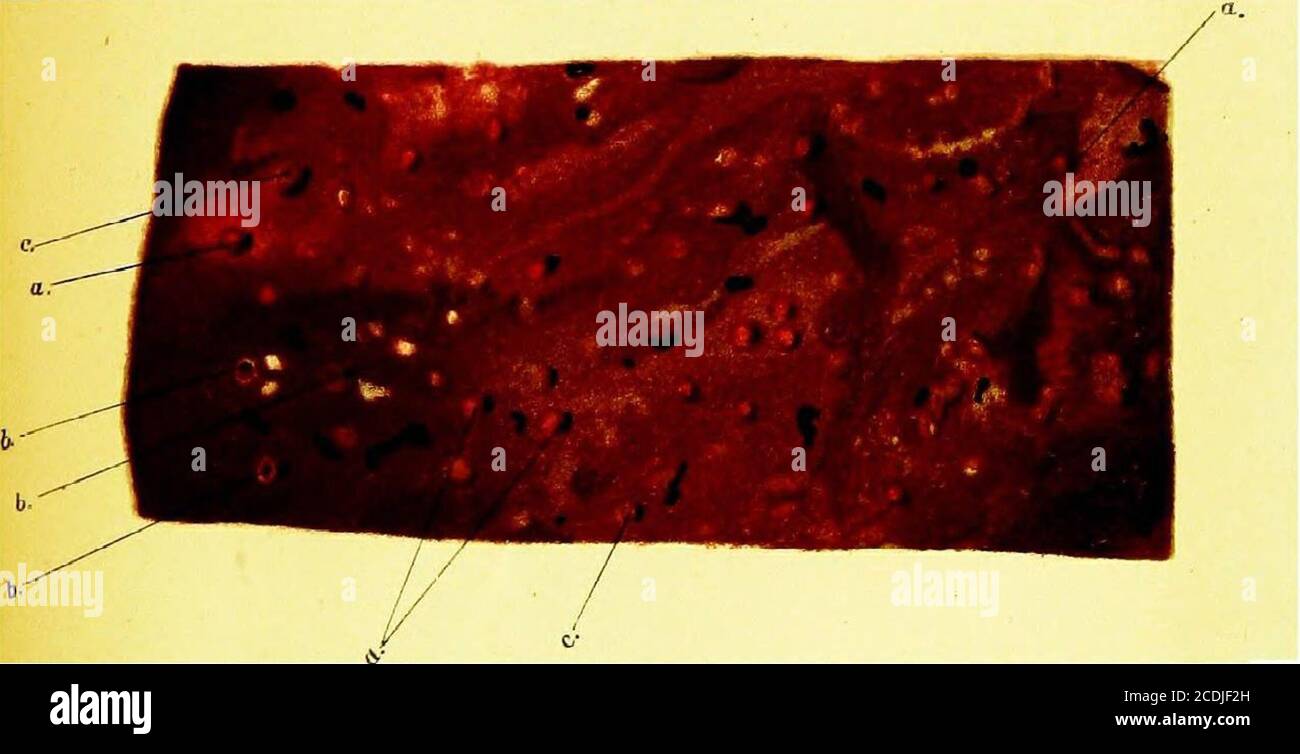 . A practical guide to meat inspection . Fi