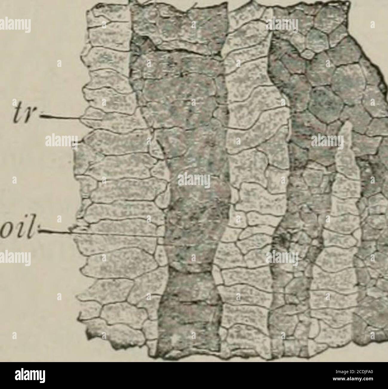 . The microscopy of vegetable foods, with special reference to the ...