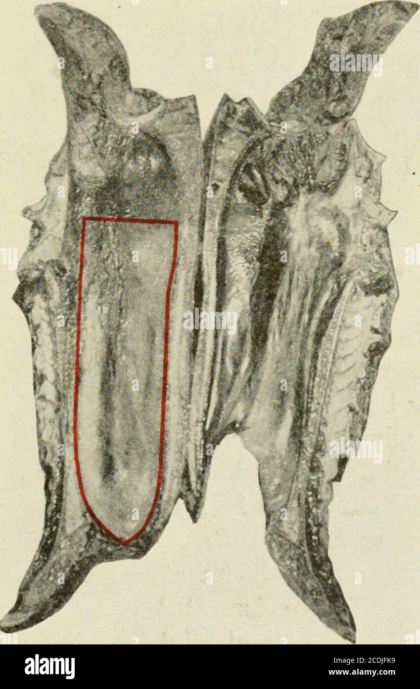 . Veterinary post-mortem technic . of nasal, lacrimal and maxillary ...