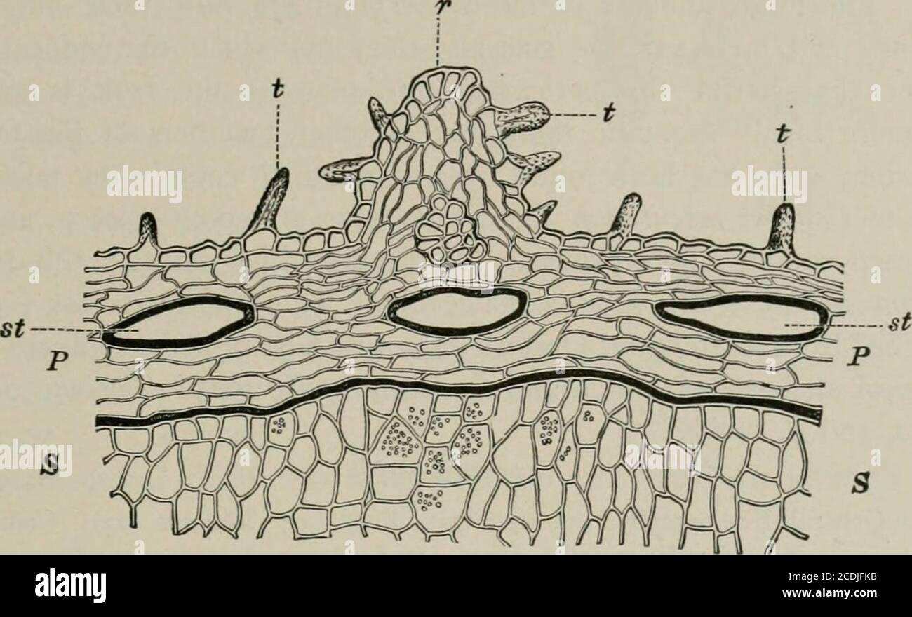 . The microscopy of vegetable foods, with special reference to the ...
