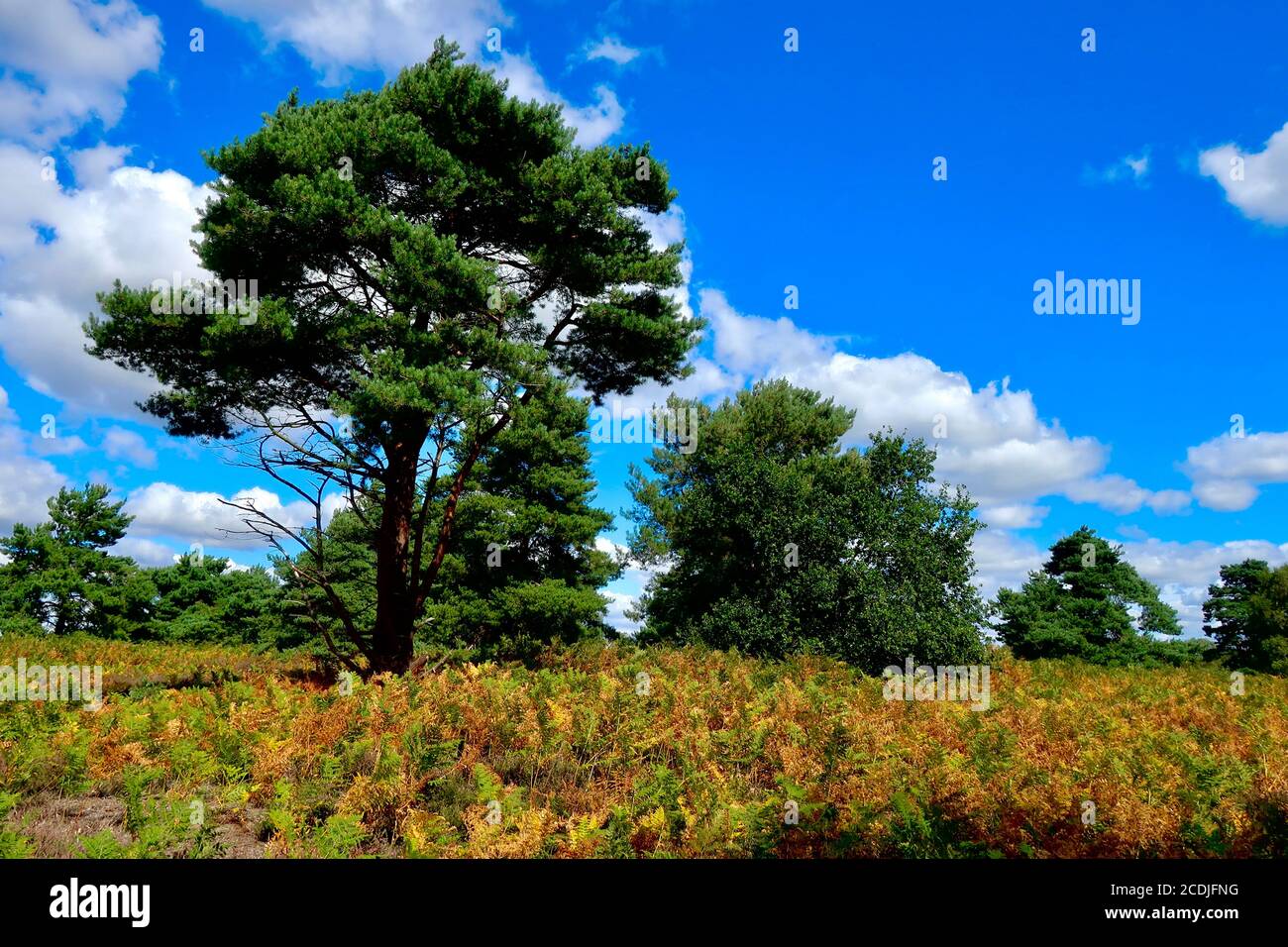Sutton heath suffolk hi-res stock photography and images - Alamy