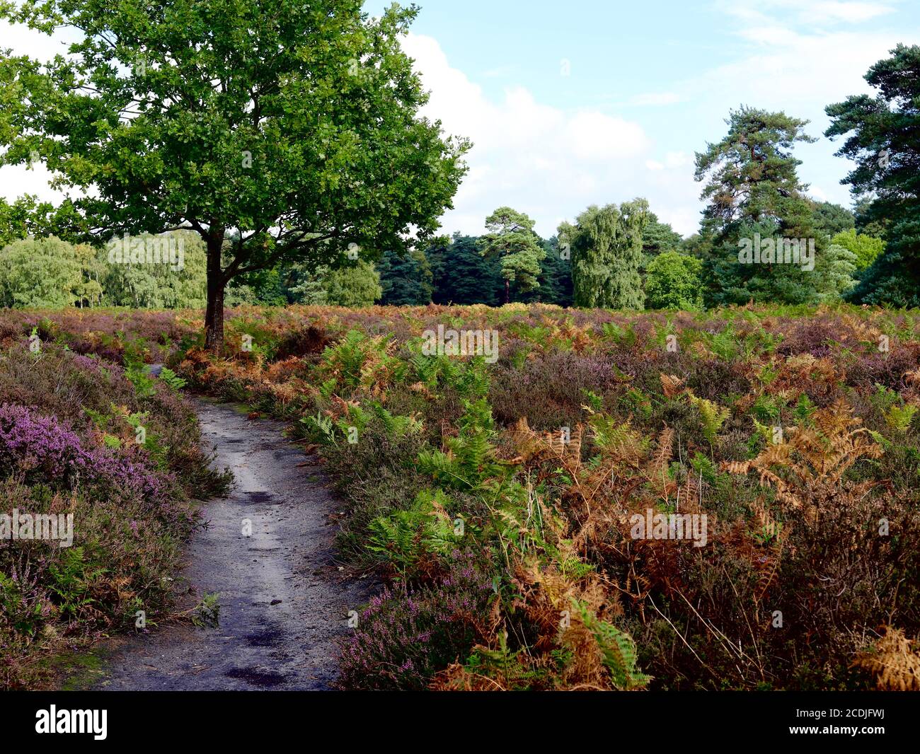 Sutton heath hi-res stock photography and images - Alamy