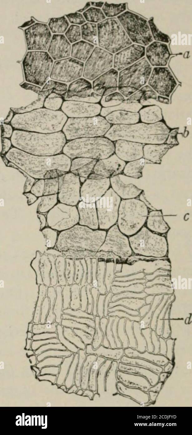 Outer parenchyma cells hi-res stock photography and images - Alamy