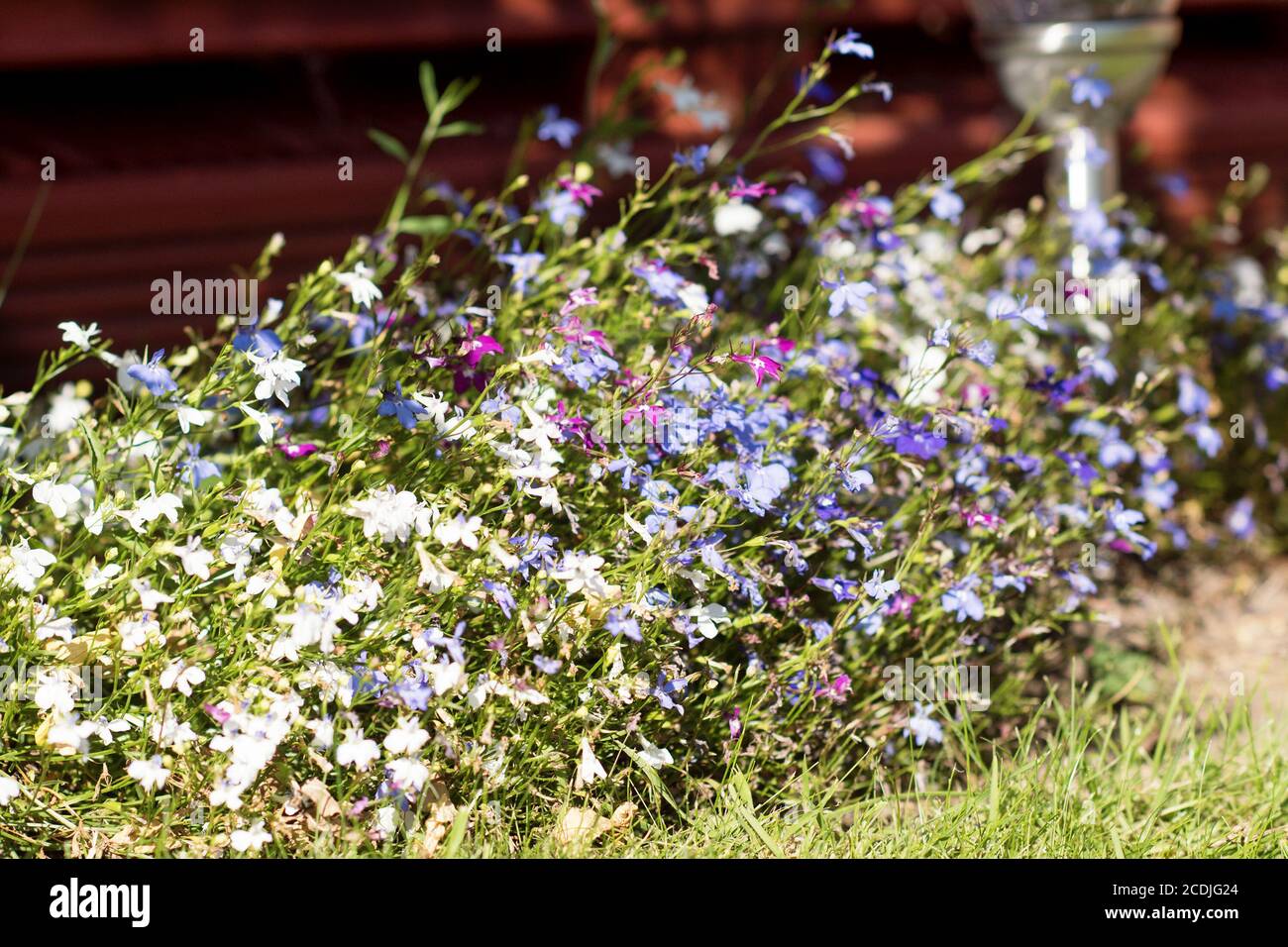 spring purple and blue flowers in the garden Stock Photo - Alamy