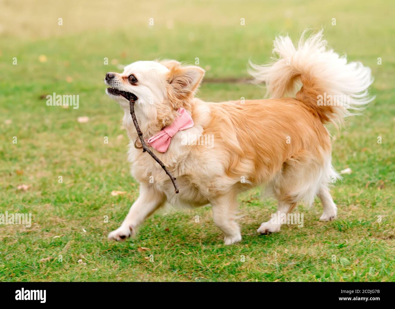 Brown chihuahua running on the grass Stock Photo - Alamy