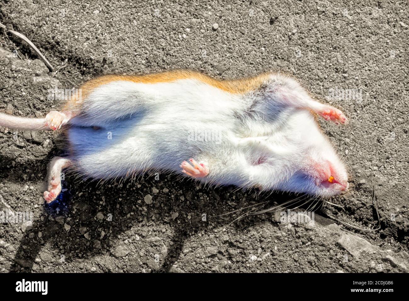 Mouse rodent teeth hi-res stock photography and images - Alamy