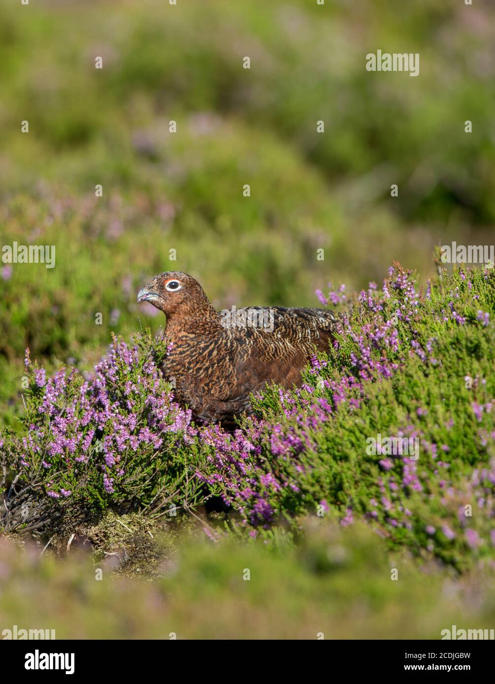 Heather bird hi-res stock photography and images - Alamy