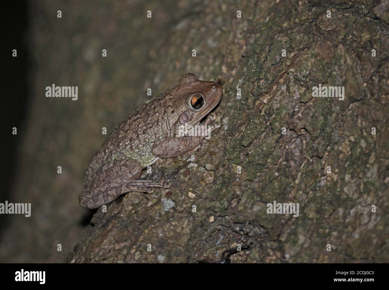 Cuban tree frog cuban tree frog hi-res stock photography and images - Alamy