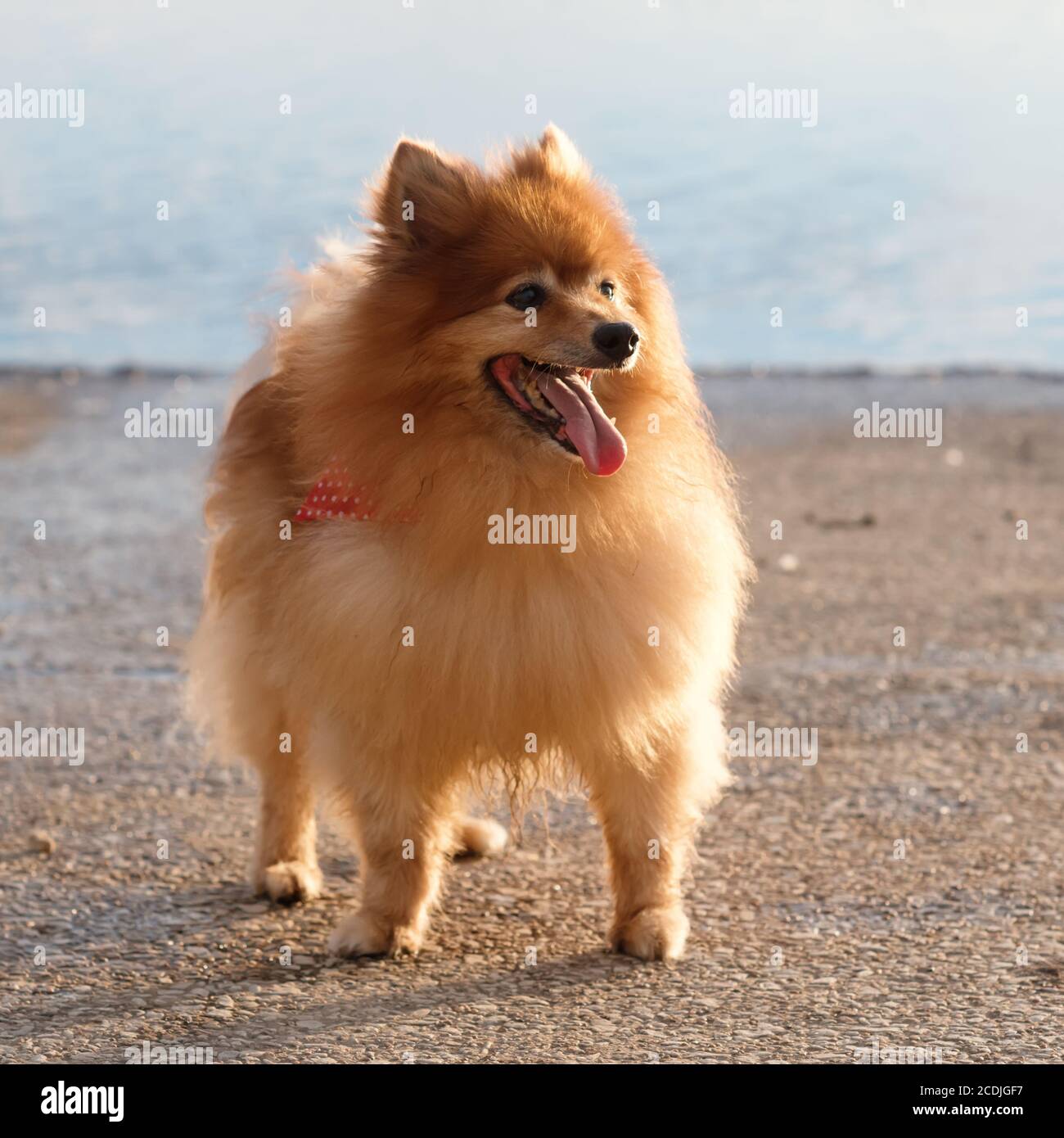 Adult pomeranian hi-res stock photography and images - Alamy