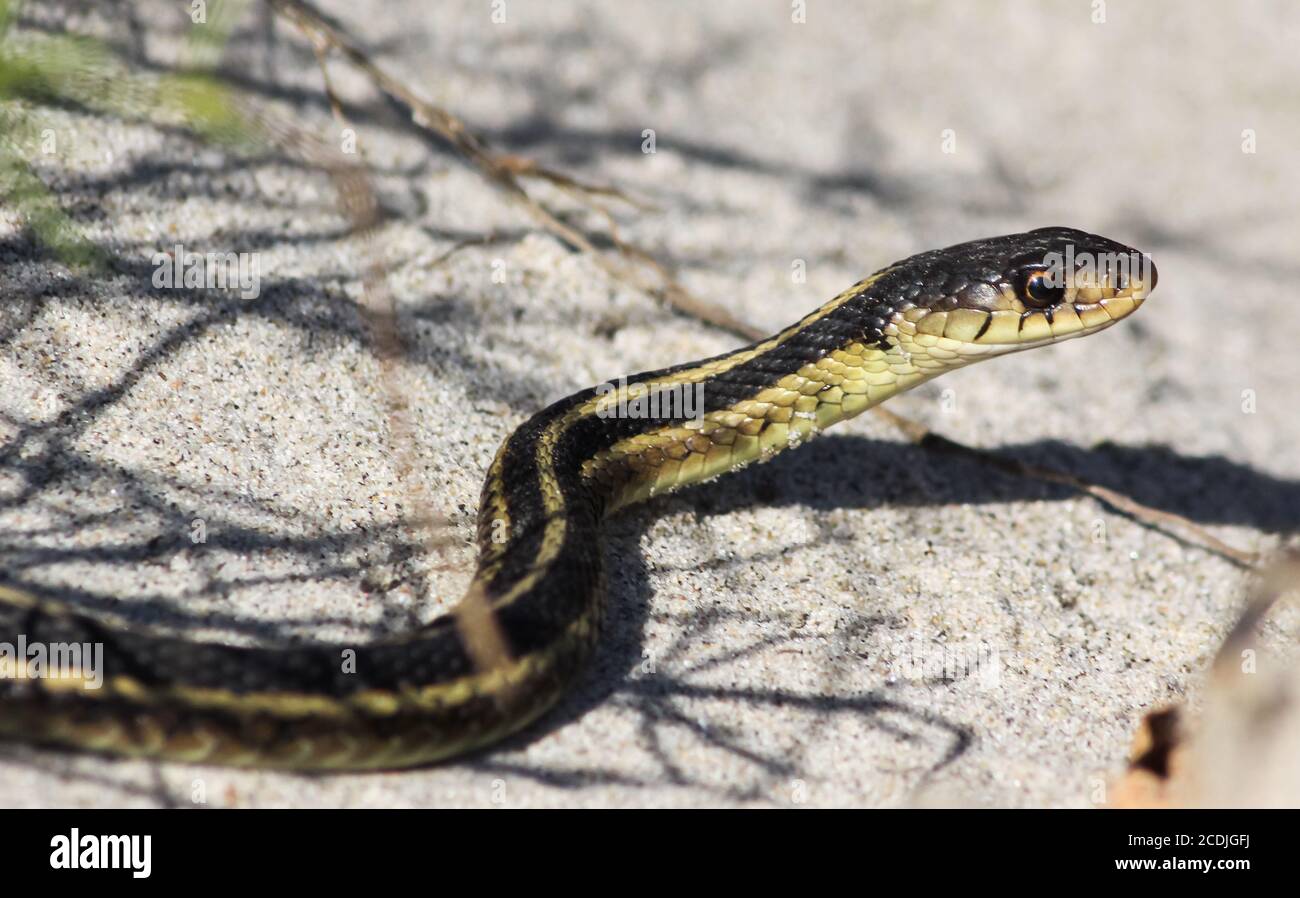 Close up garter snake hi-res stock photography and images - Alamy