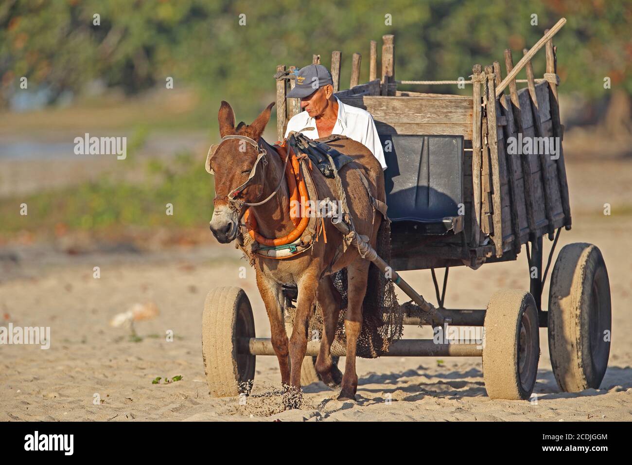 Cuba horse and cart hi-res stock photography and images - Alamy