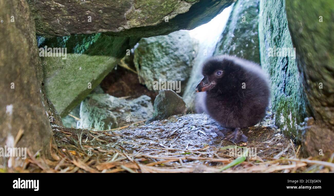 Puffin chick hi-res stock photography and images - Alamy