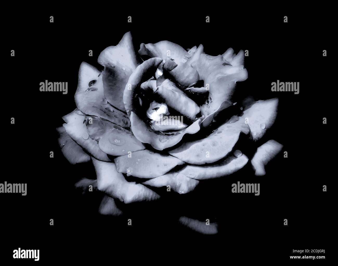 Moonlit flower hi-res stock photography and images - Alamy