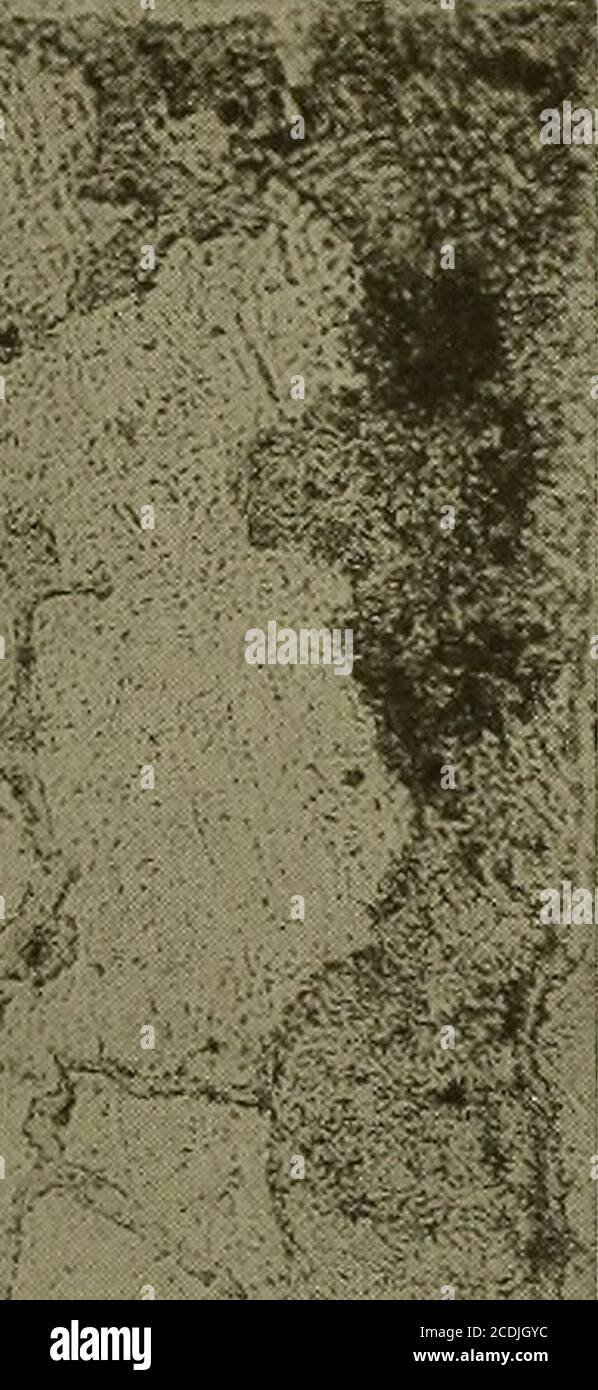 Typical cases of the deterioration of Muntz metal (60:40 brass) by ...