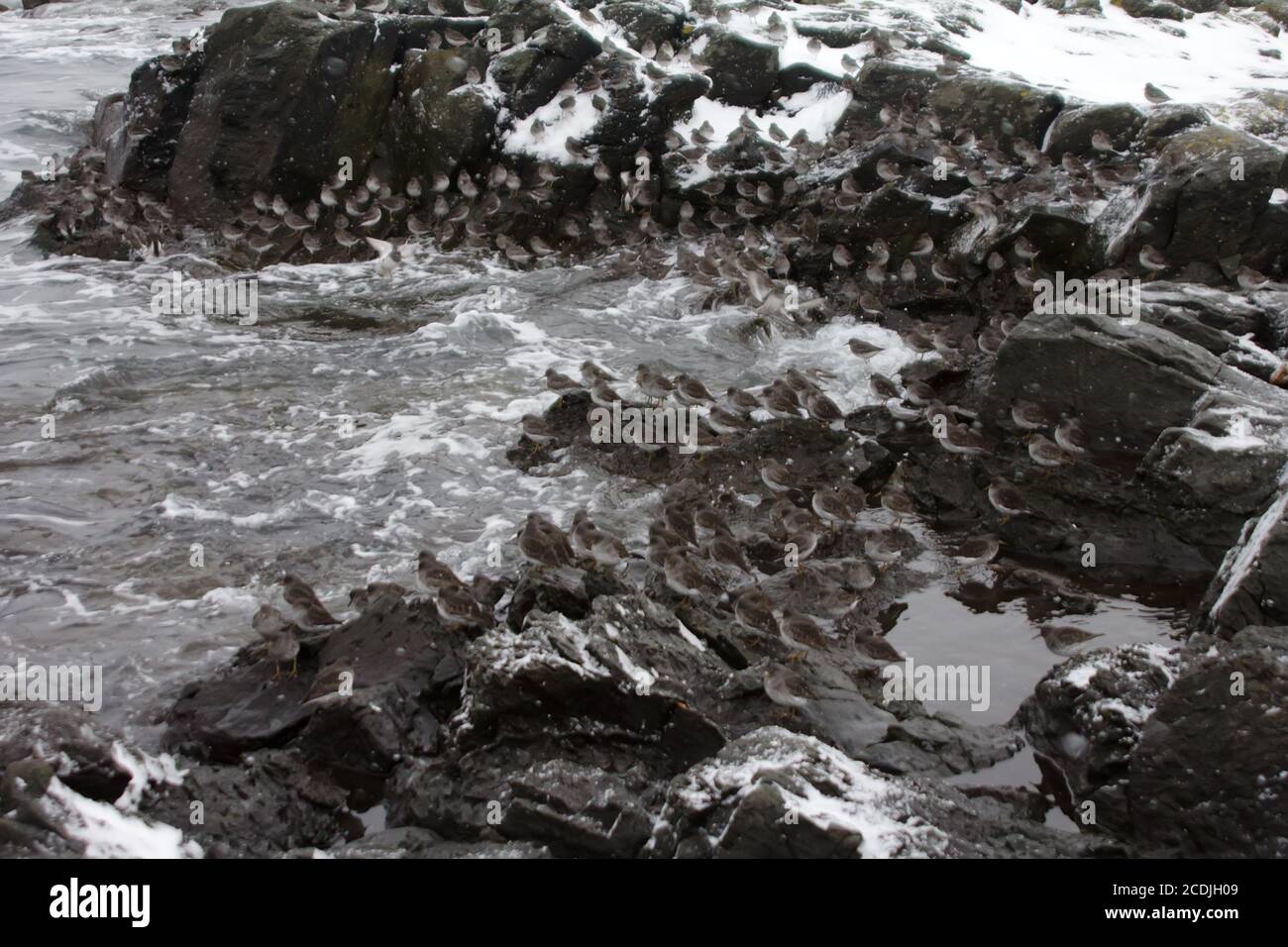 Calidris ptilocnemis qutra Stock Photo - Alamy