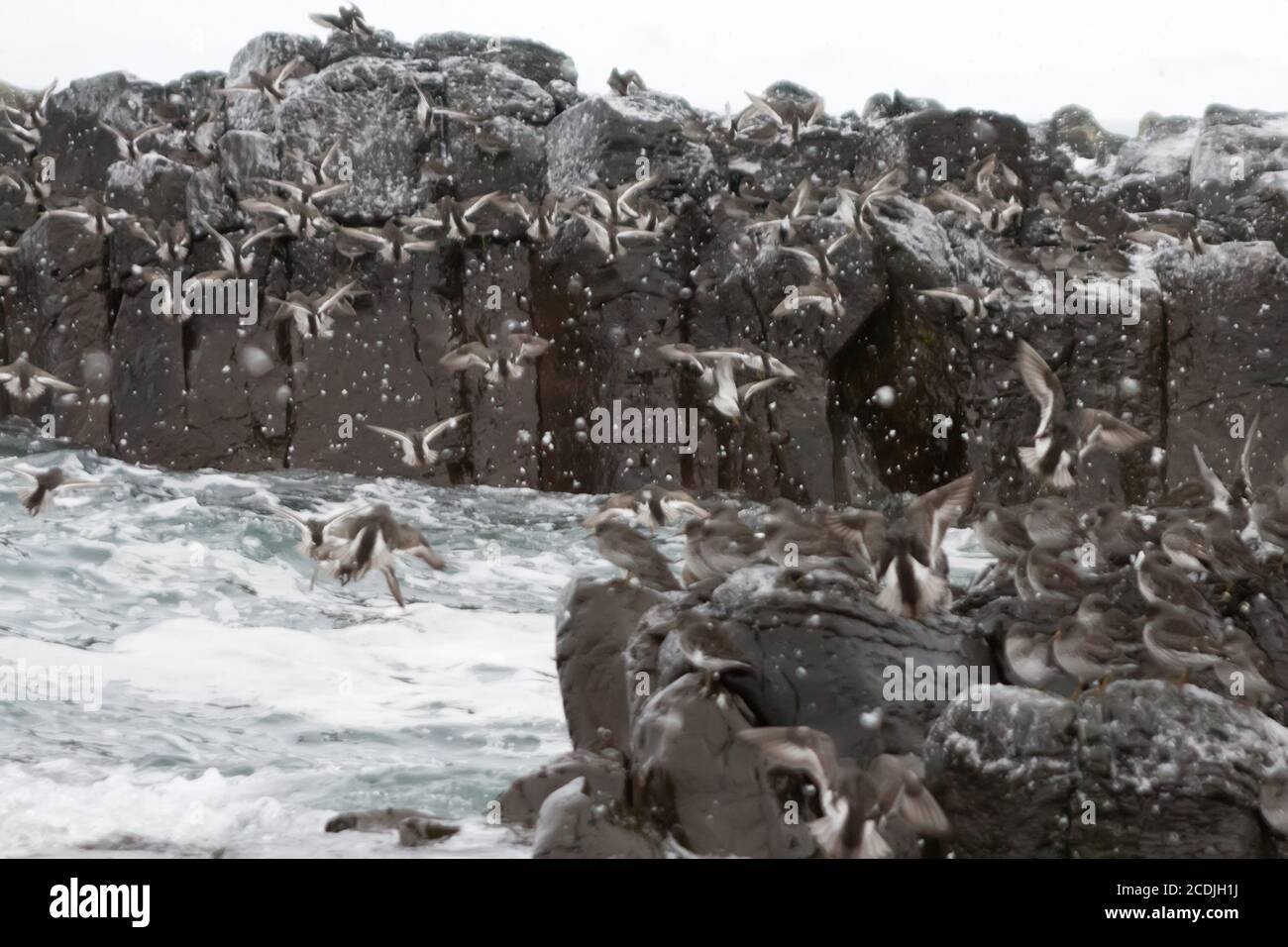 Calidris ptilocnemis qutra Stock Photo - Alamy