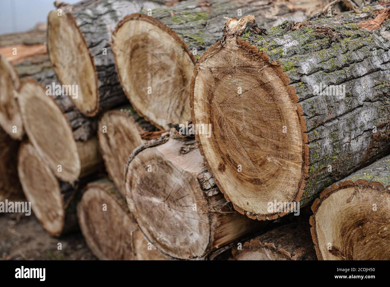 Wooden natural cut logs textured background, in a park Stock Photo - Alamy