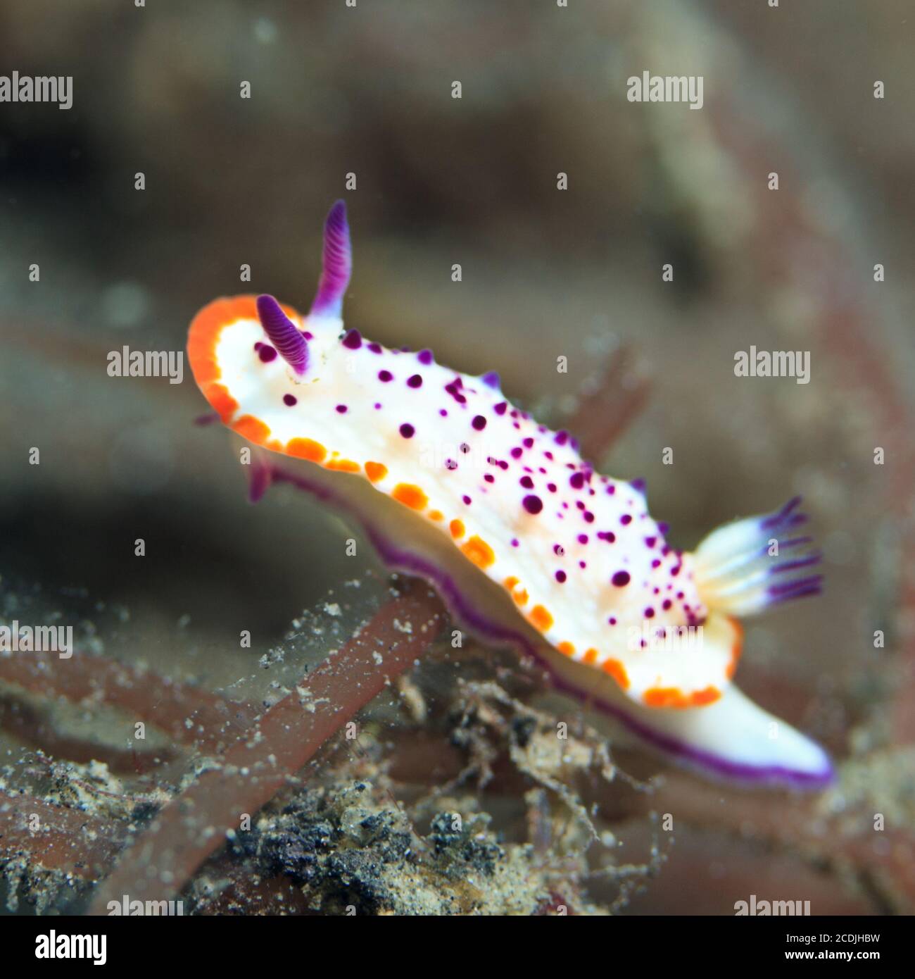 Nudibranch maldives hi-res stock photography and images - Alamy