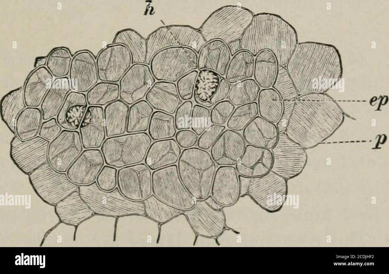 . The microscopy of vegetable foods, with special reference to the ...