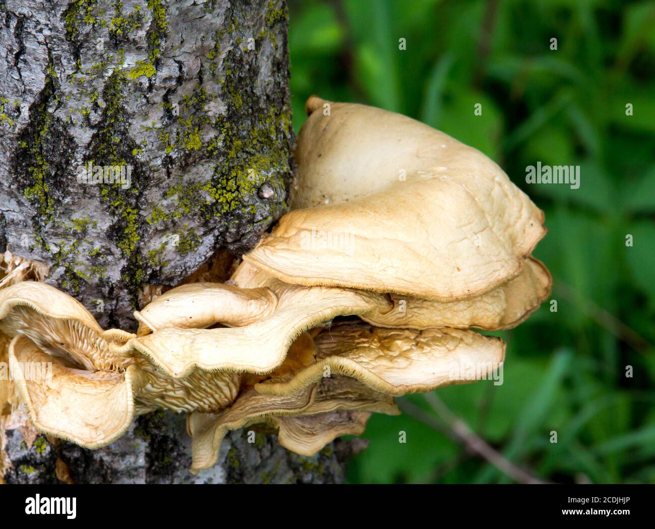 Mushrooms Attached to Side of Tree Stock Photo - Alamy