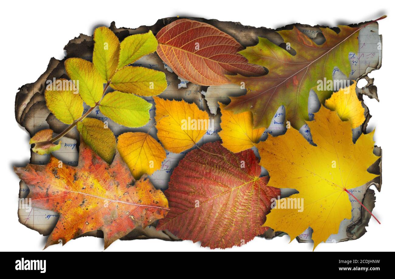 Still life texture Cut Out Stock Images & Pictures - Alamy