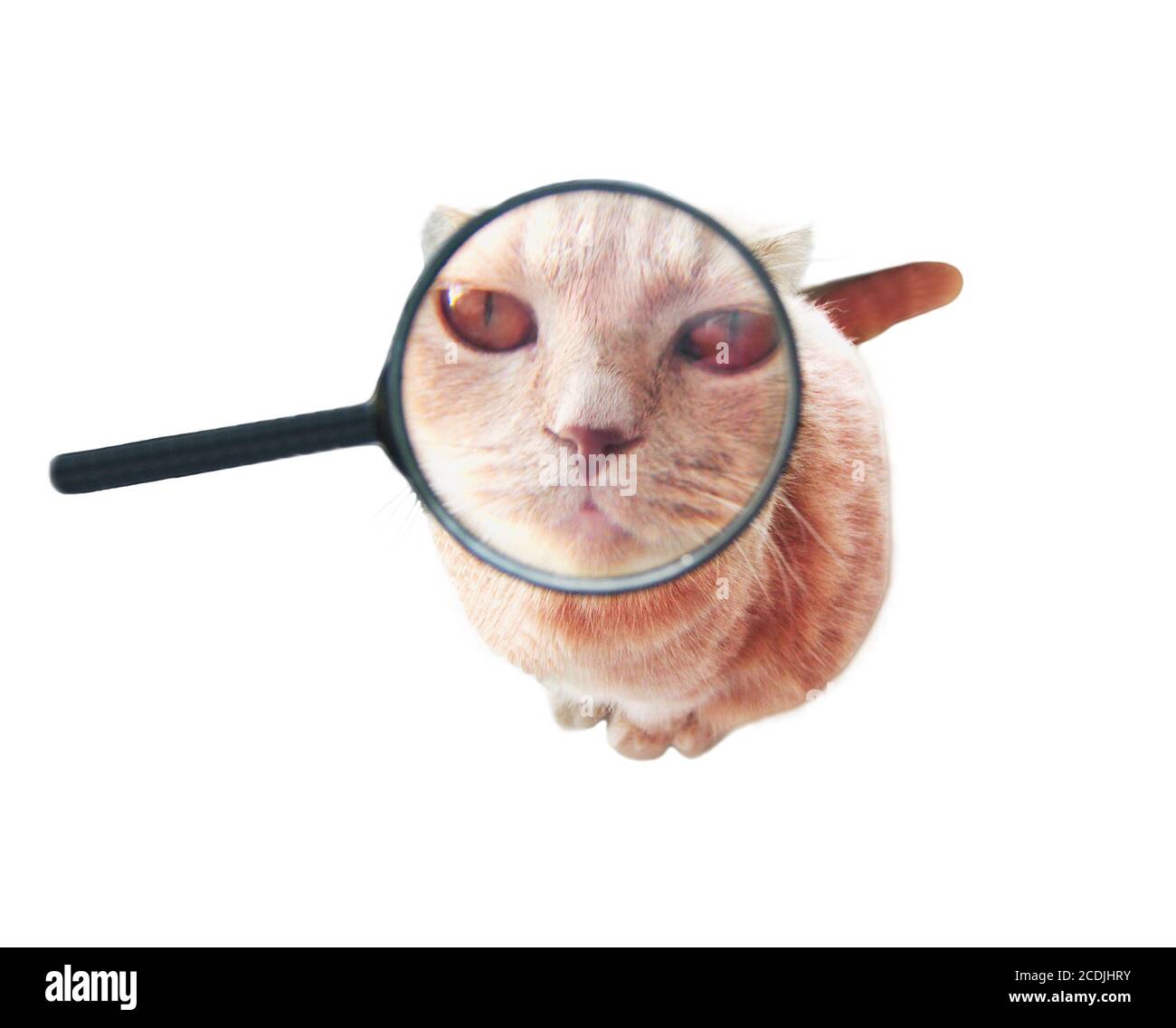 Cat zoom Cut Out Stock Images & Pictures - Alamy