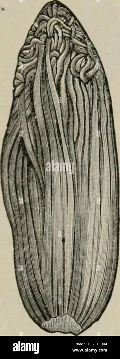. The microscopy of vegetable foods, with special reference to the ...