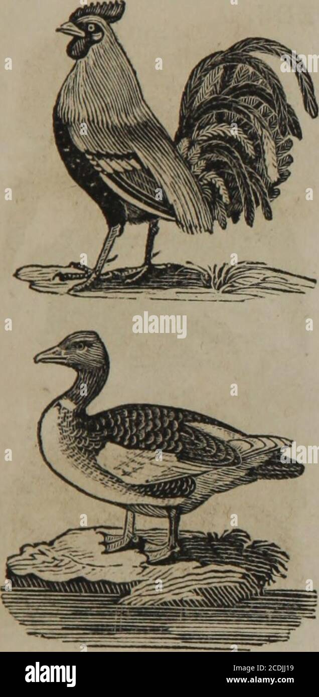 . Elementary exercises for the deaf and dumb . BIRDS Stock Photo - Alamy